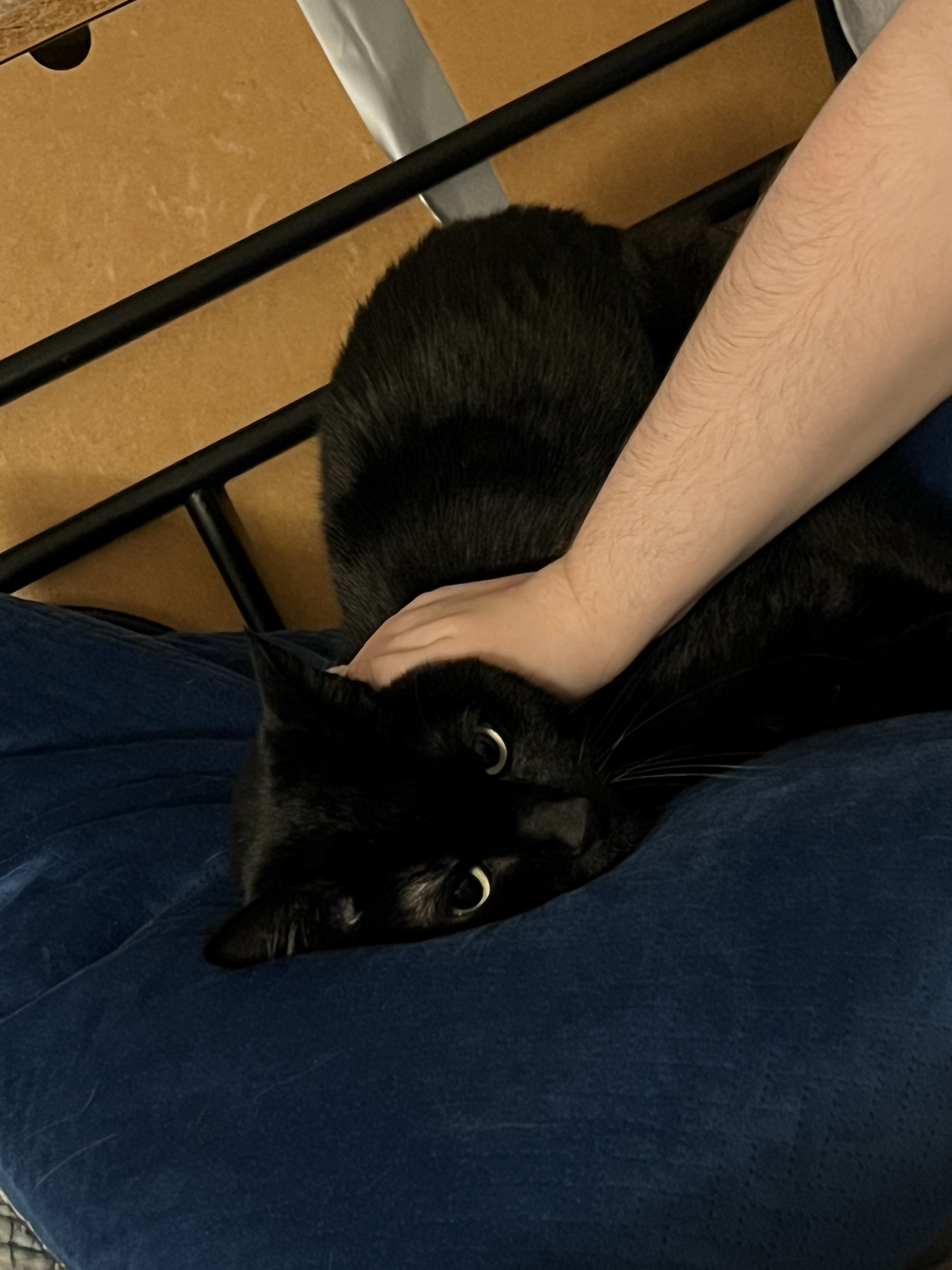 Version 4.24 Released to Supporters, Development Update – Pandemonium ...