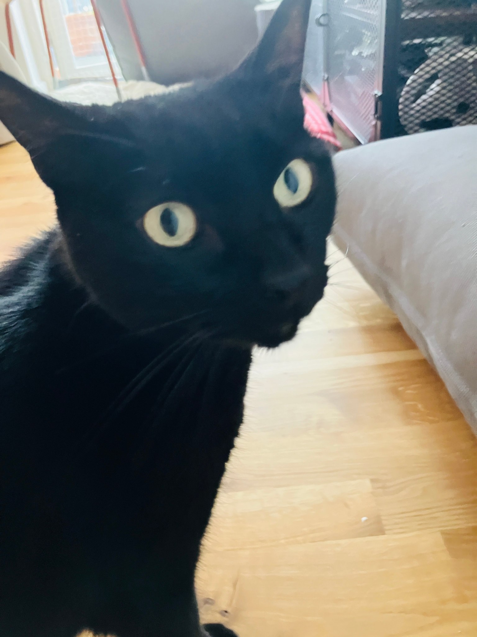 Pandemonium Development – or: How I learned to stop worrying and love ...